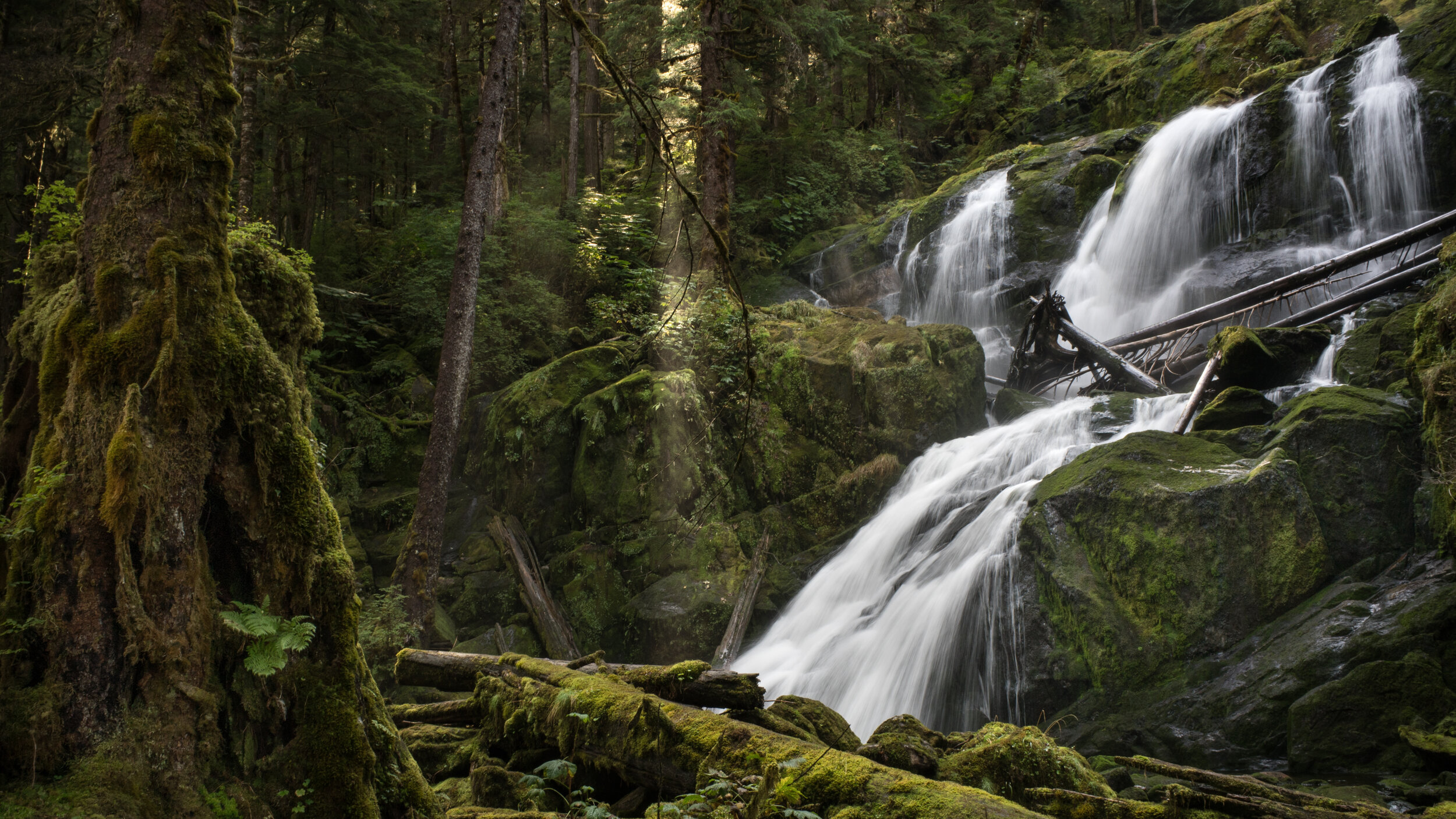 The Great Bear Rainforest - Jon McCormack Photography